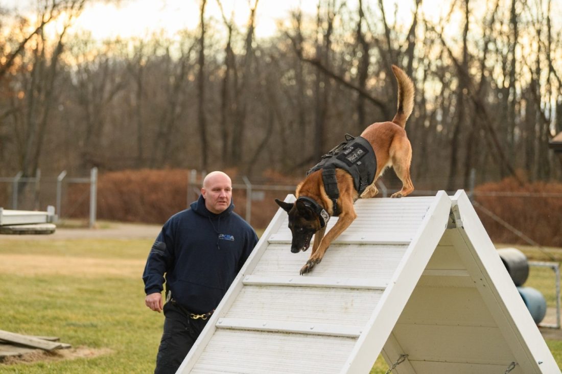 Salem Police K-9s had busy year in 2021 | News, Sports, Jobs - Salem News